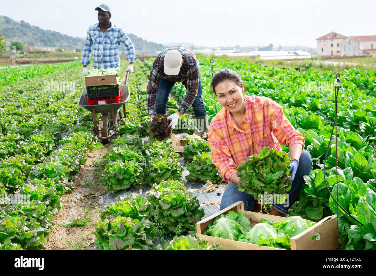 Farmer and his assistant harvesting ripe lettuce on field Stock Photo ...