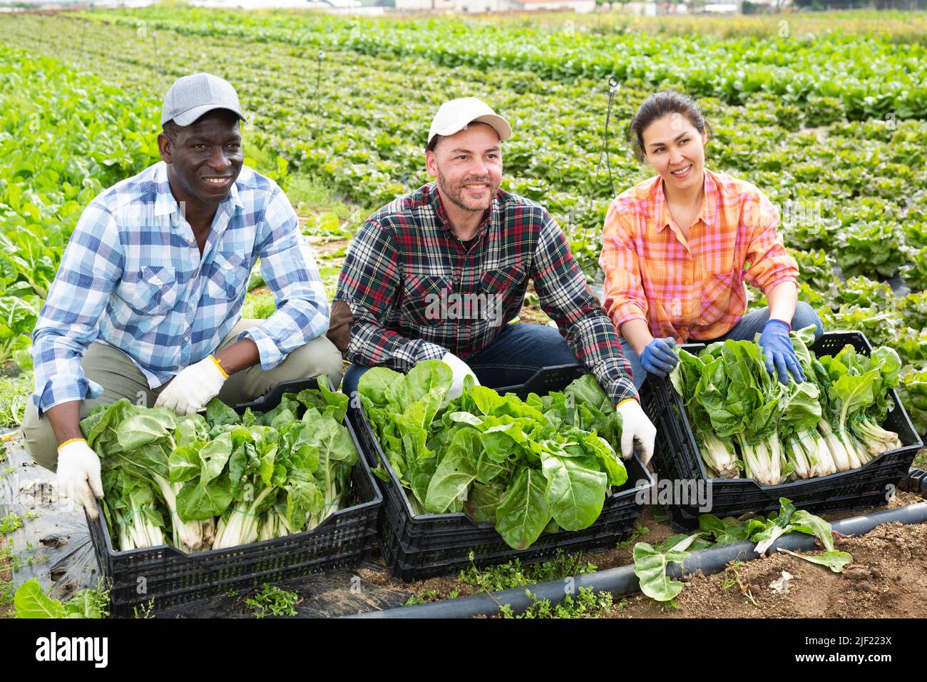 Three farmers are happy with harvested chard crop Stock Photo - Alamy