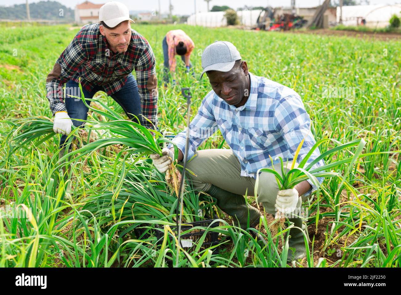 Portrait three positive farmers hi-res stock photography and images - Alamy
