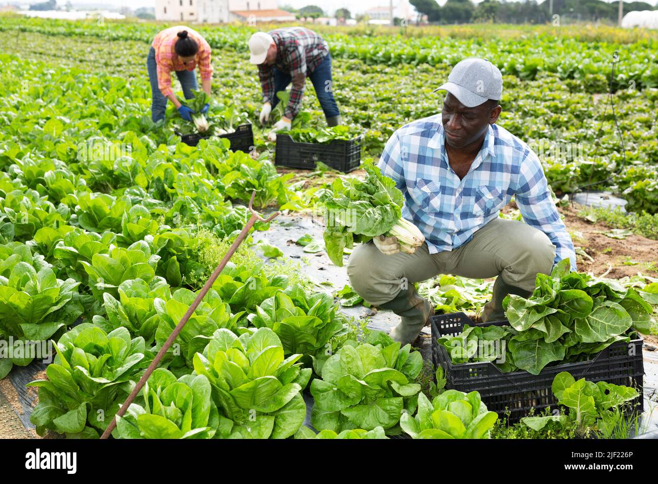 Agricultural worker harvesting green chard on vegetable plantation ...