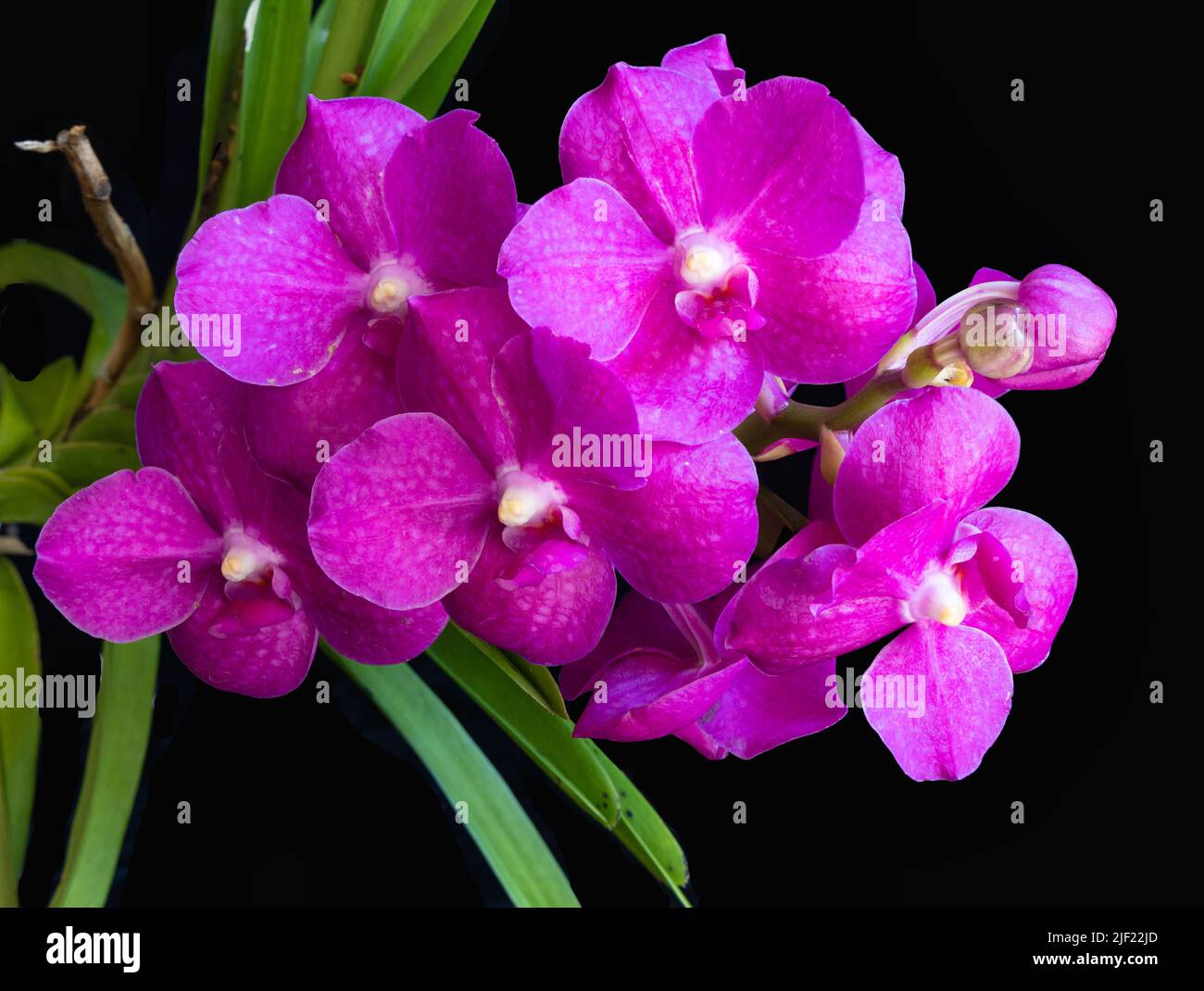Pink vanda orchid against a black background Stock Photo - Alamy