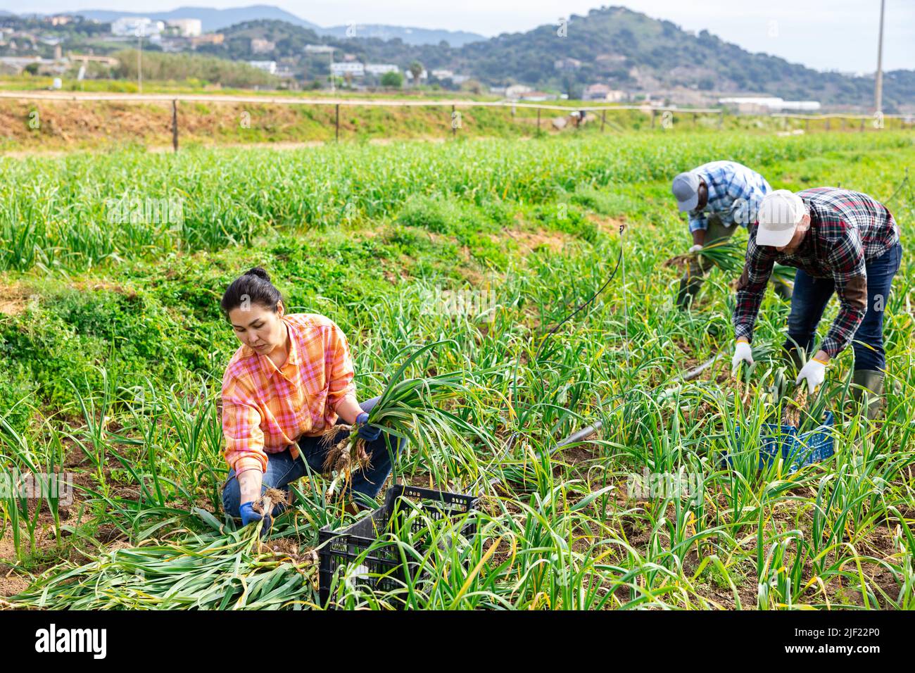 Three multiracial gardeners harvesting young garlic on field Stock ...