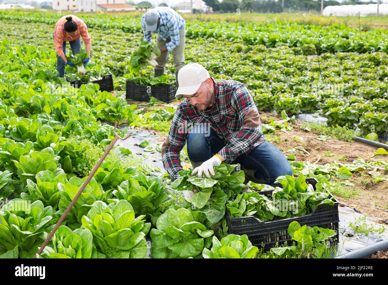 Focused worker picking green chard on farm field Stock Photo - Alamy