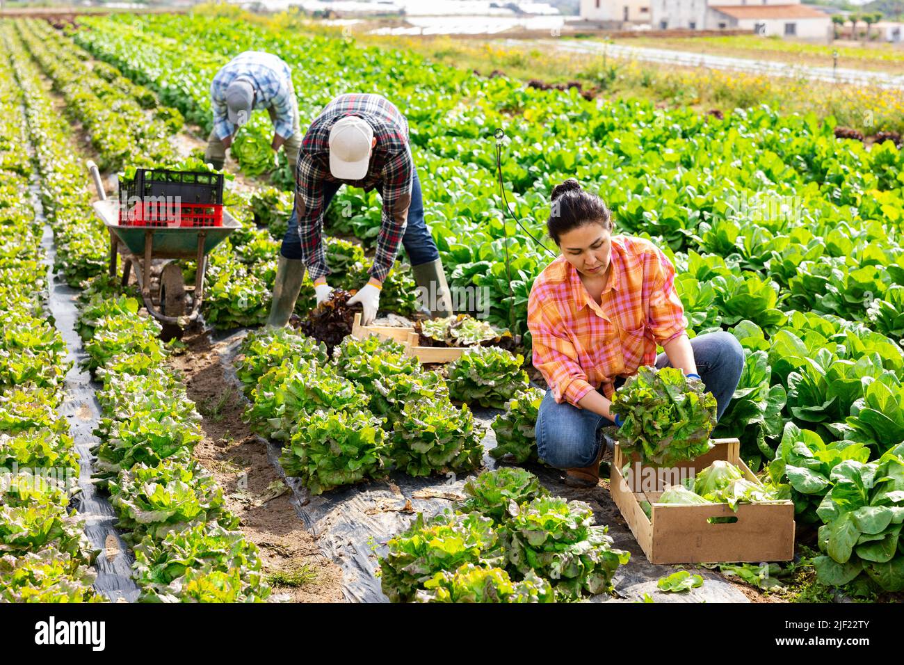 Multiethnic team farm workers hi-res stock photography and images - Alamy