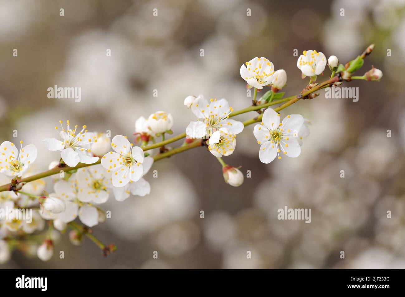 White cherry blossoms on diagonal branch closeup Stock Photo - Alamy