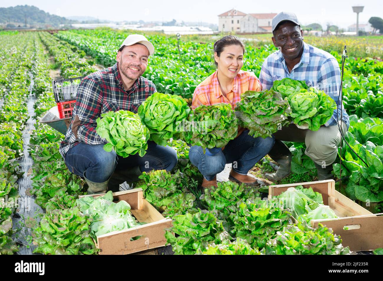Portrait three positive farmers hi-res stock photography and images - Alamy