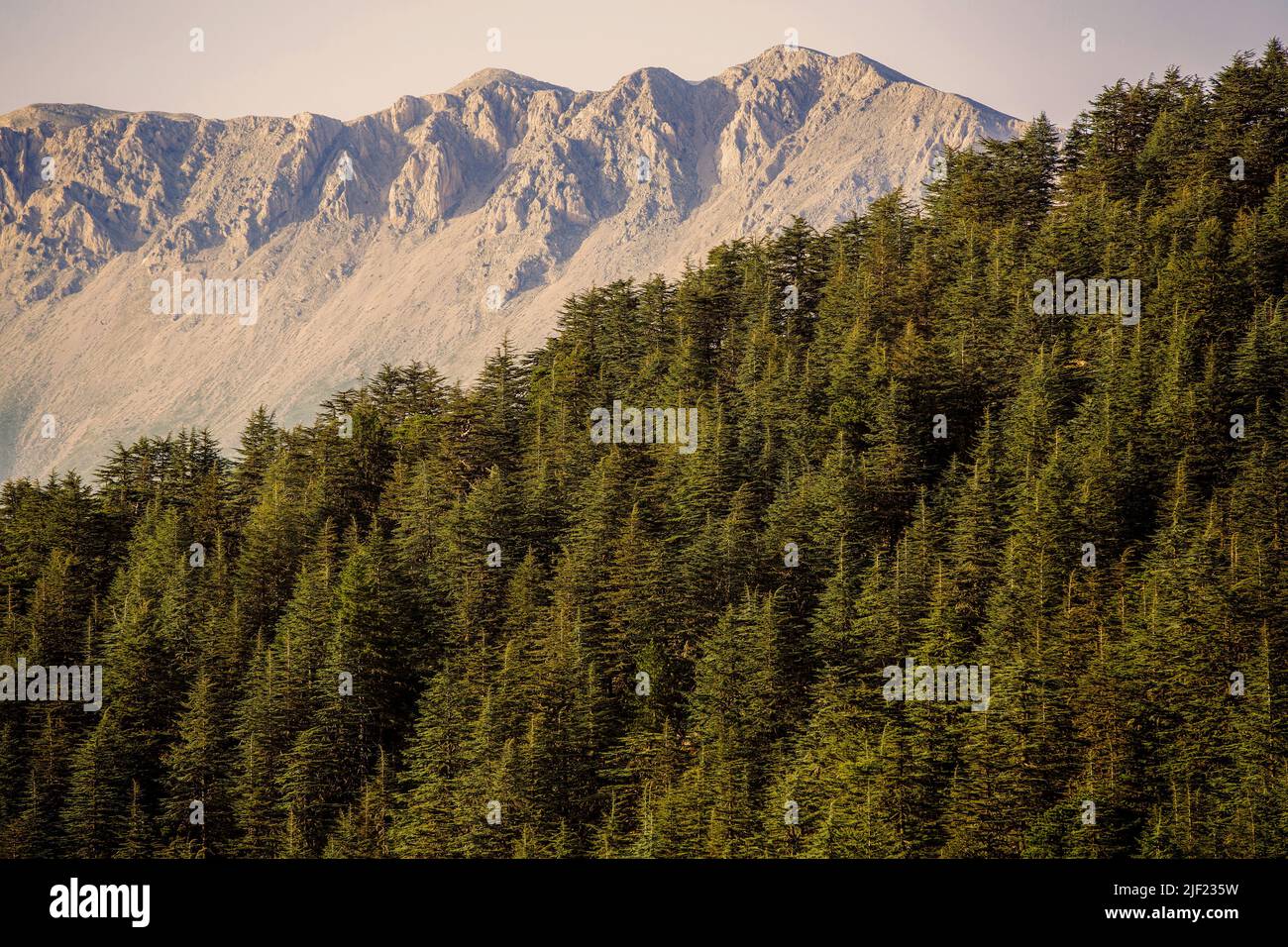 Cedar trees and mountain scenery Stock Photo - Alamy
