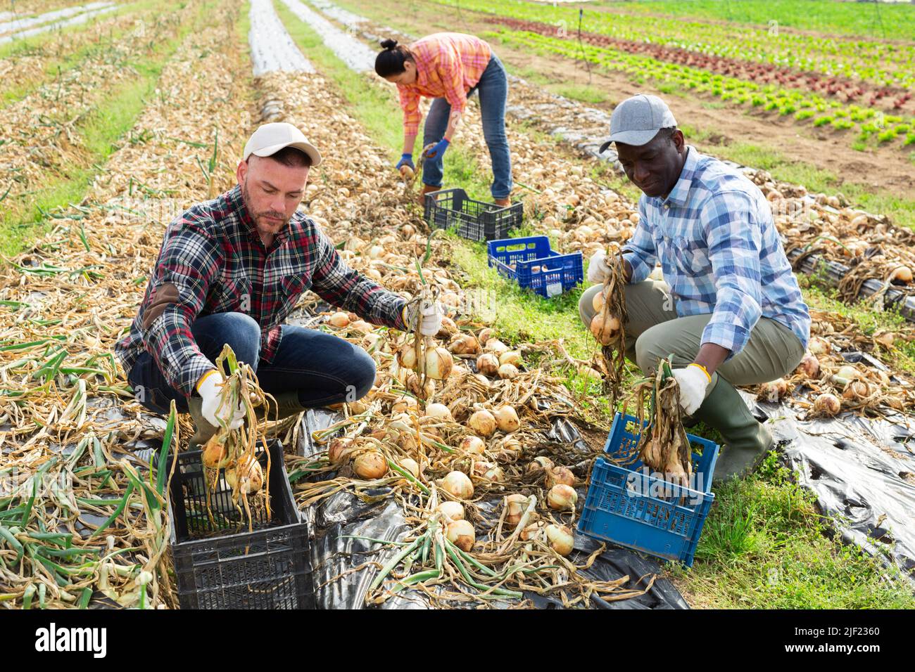 Two male farmers harvesting onions on vegetable farm plantation Stock ...