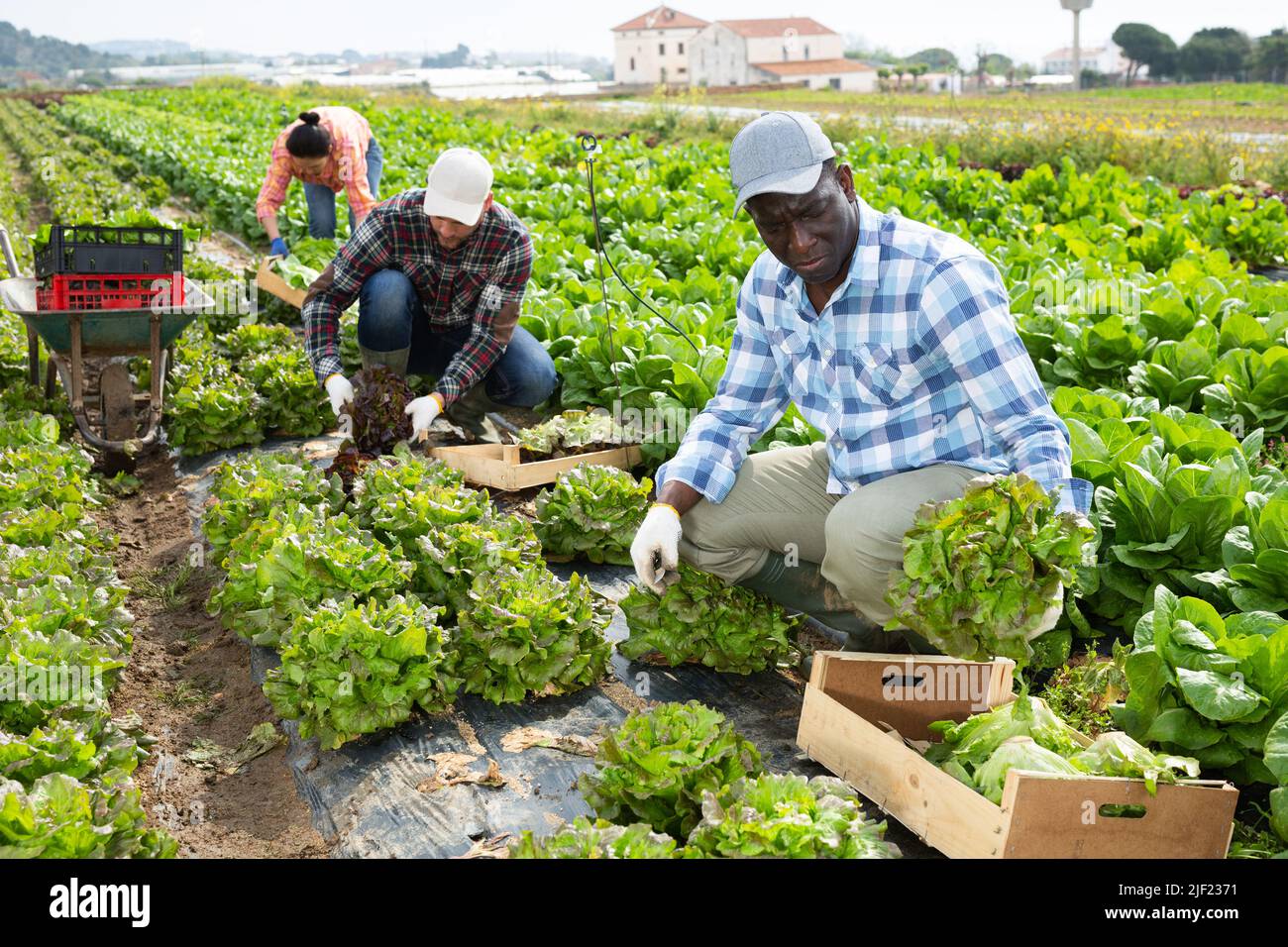 Multiethnic team farm workers hi-res stock photography and images - Alamy