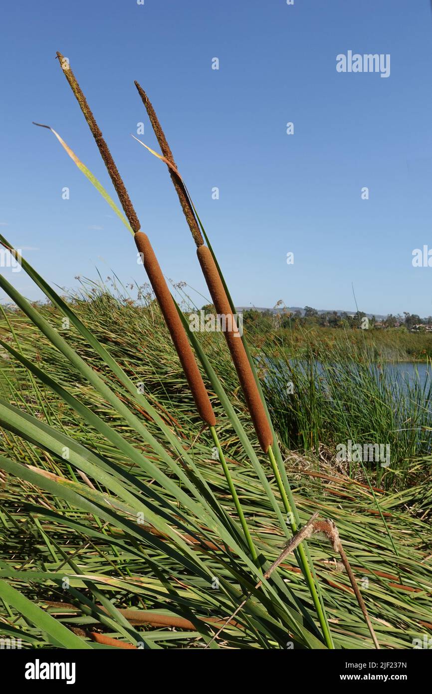 Common Cattails and reeds growing in marsh Stock Photo - Alamy