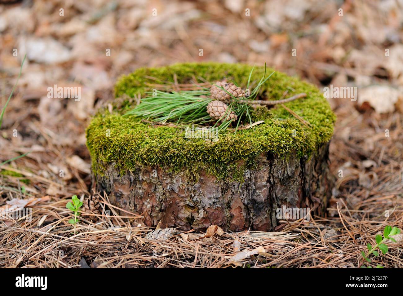 Pine stump with moss, pine needles and cones horizontal Stock Photo - Alamy