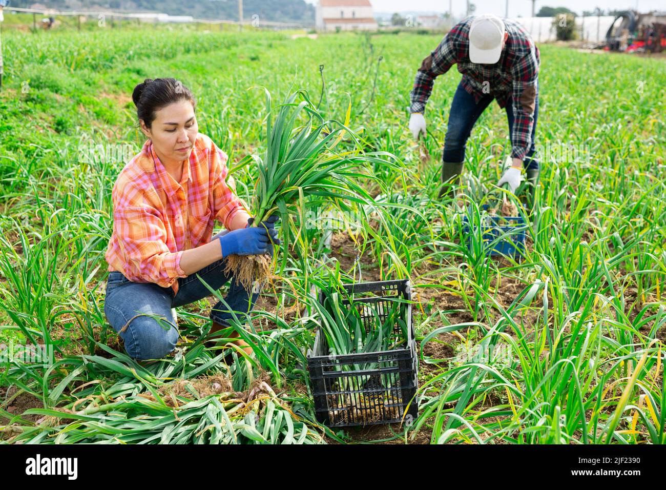 Asian woman vegetable grower harvesting green garlic on plantation ...