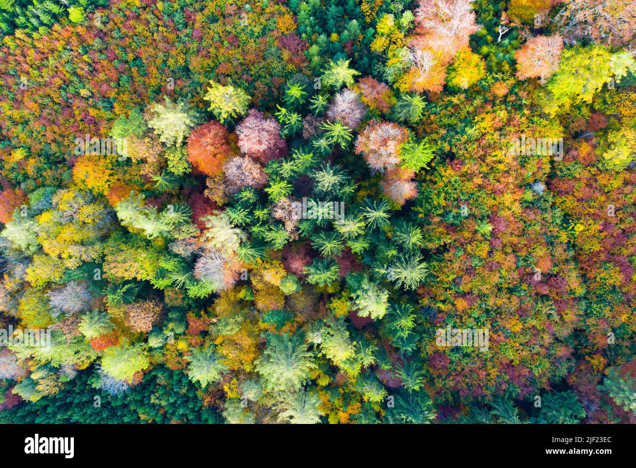 Aerial view of autumn forest Stock Photo - Alamy