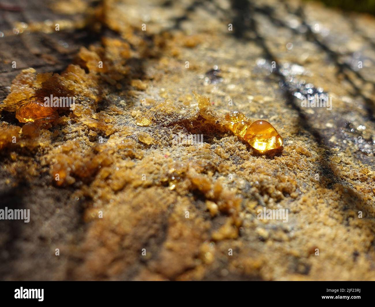 Close up of a cut tree stump with sticky, oozing and dried sap Stock ...