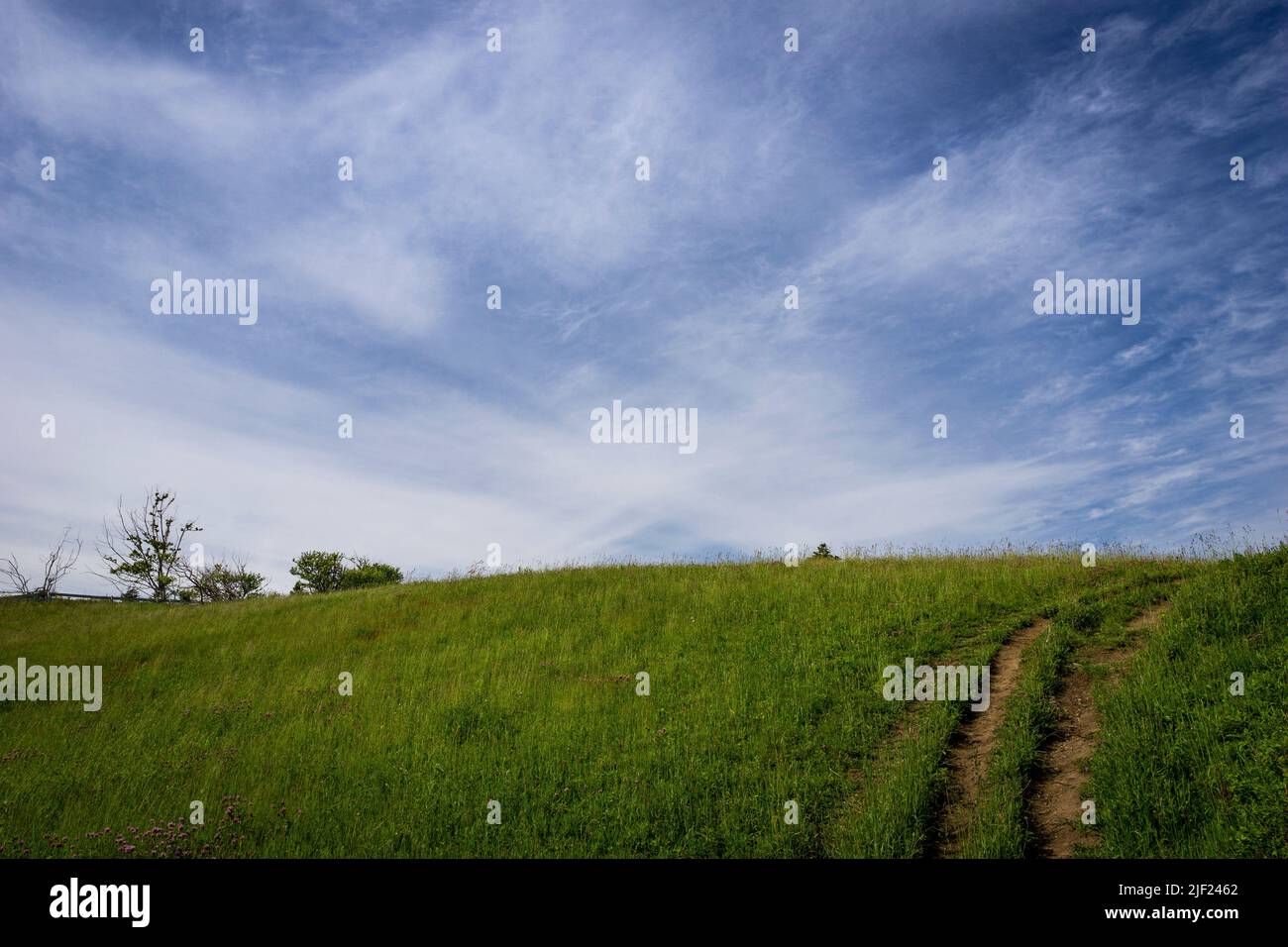 Twin ruts run through a green grassy field on a sunny day under a blue ...