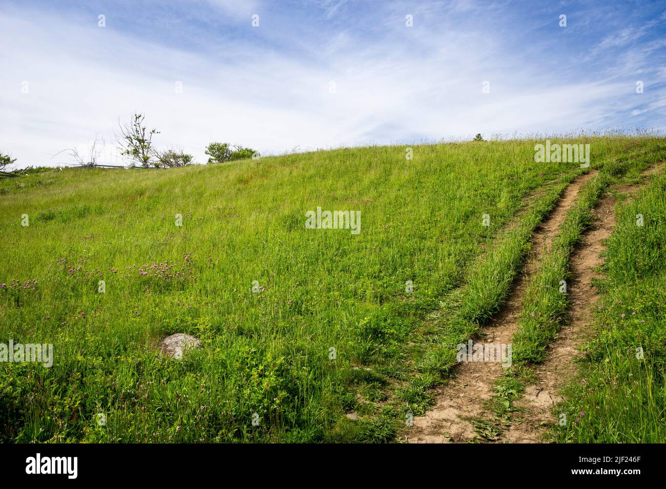 Twin ruts run through a green grassy field on a sunny day under a blue ...