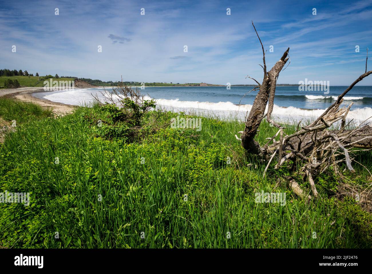 Driftwood on the rocky Hirtle's Beach in Upper Kingsburg, Nova Scotia ...