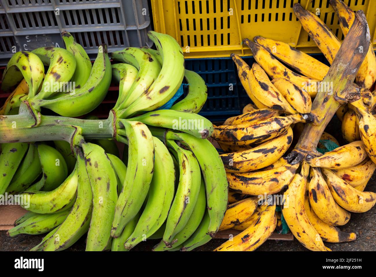 Bananas in colombia hi-res stock photography and images - Alamy