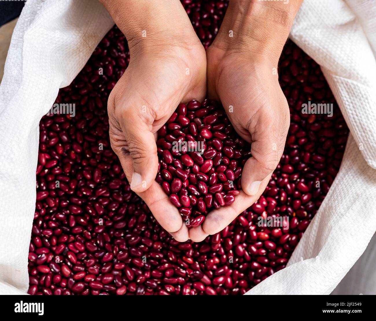 Vigna angularis - Red beans in the hands of the farmer in the Colombian ...