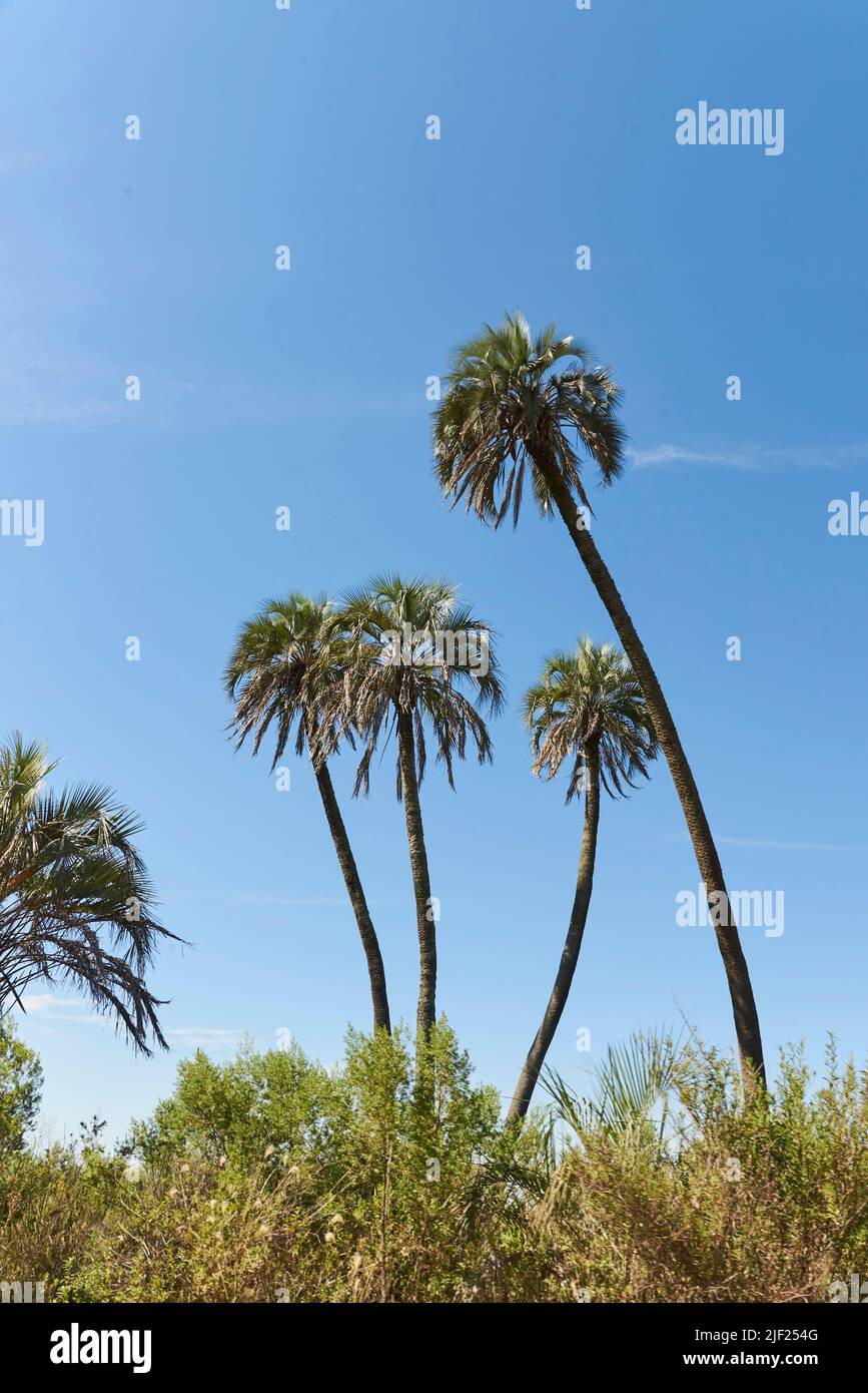 El Palmar National Park, in Entre Rios, Argentina, a protected area ...