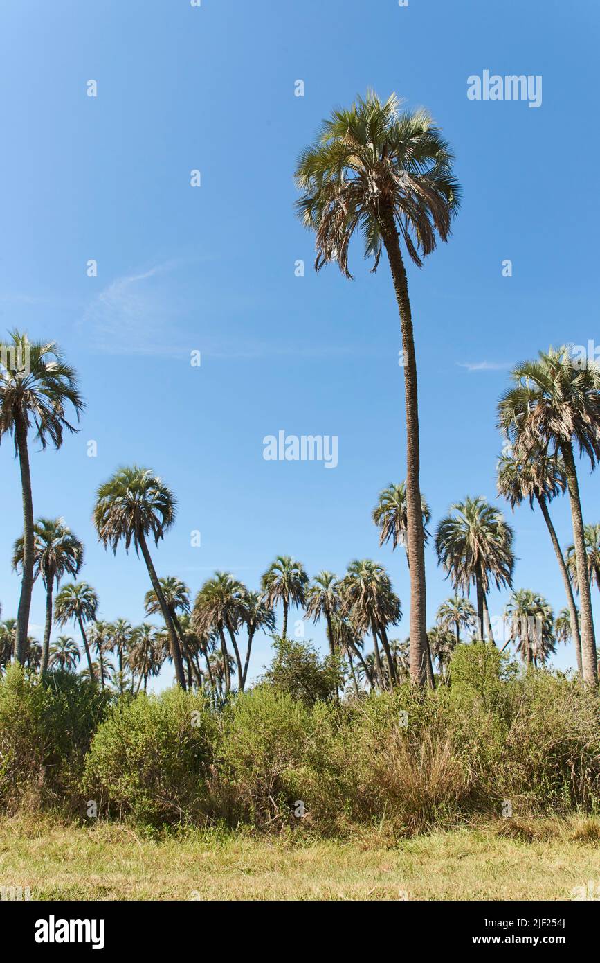 El Palmar National Park, in Entre Rios, Argentina, a protected area ...