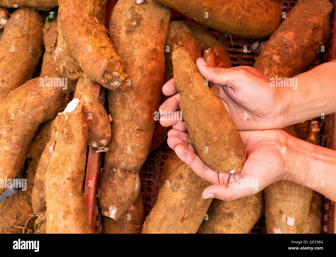 Cassava in the hands of the farmer in the Colombian market square ...