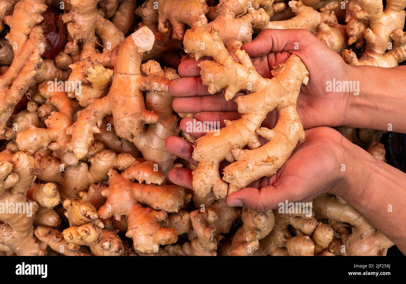 Ginger roots in hands - Zingiber officinale Stock Photo - Alamy