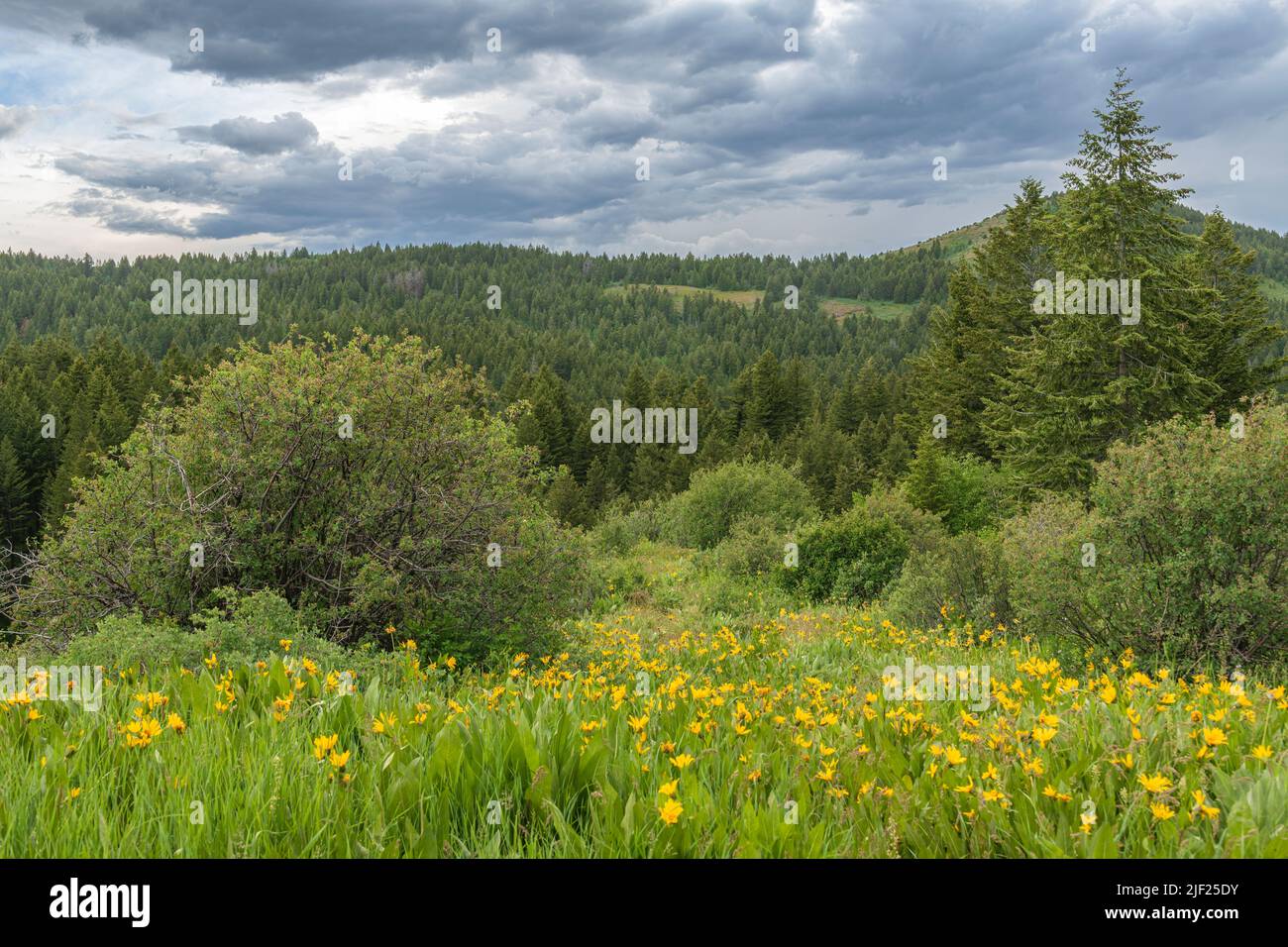 Caribou targhee national forest hi-res stock photography and images - Alamy