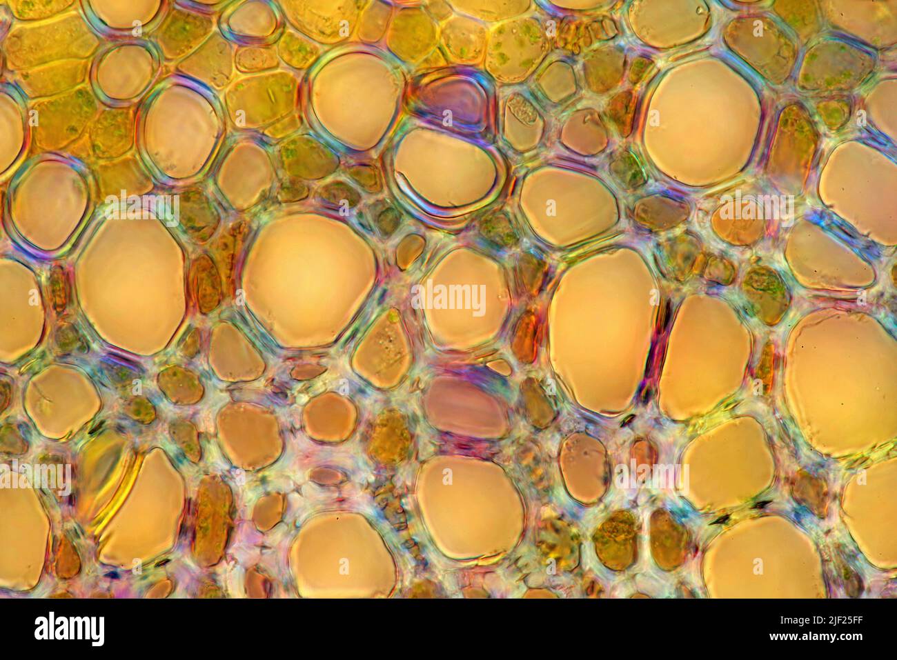 Polarised light micrograph of peony (Paeonia sp.) stalk. Magnification ...