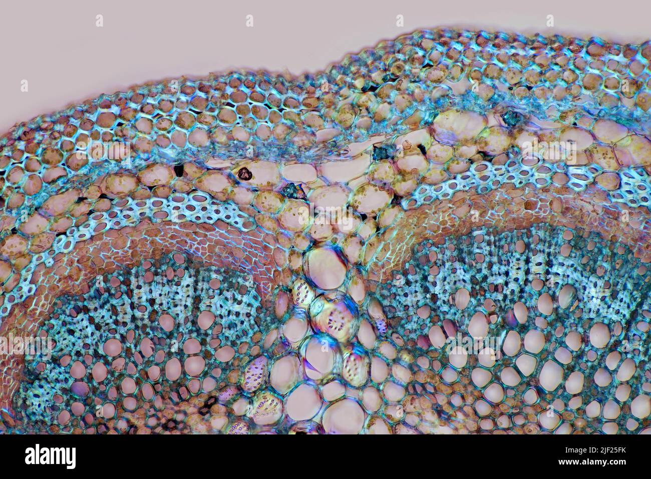 Polarised light micrograph of peony (Paeonia sp.) stalk. Magnification ...
