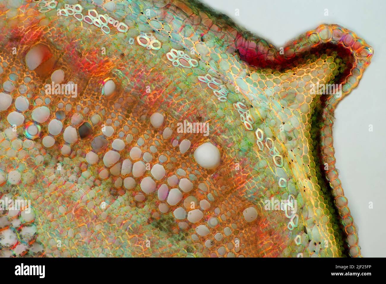 Polarised light micrograph of Convolvulus sp. stalk. Magnification: x93 ...