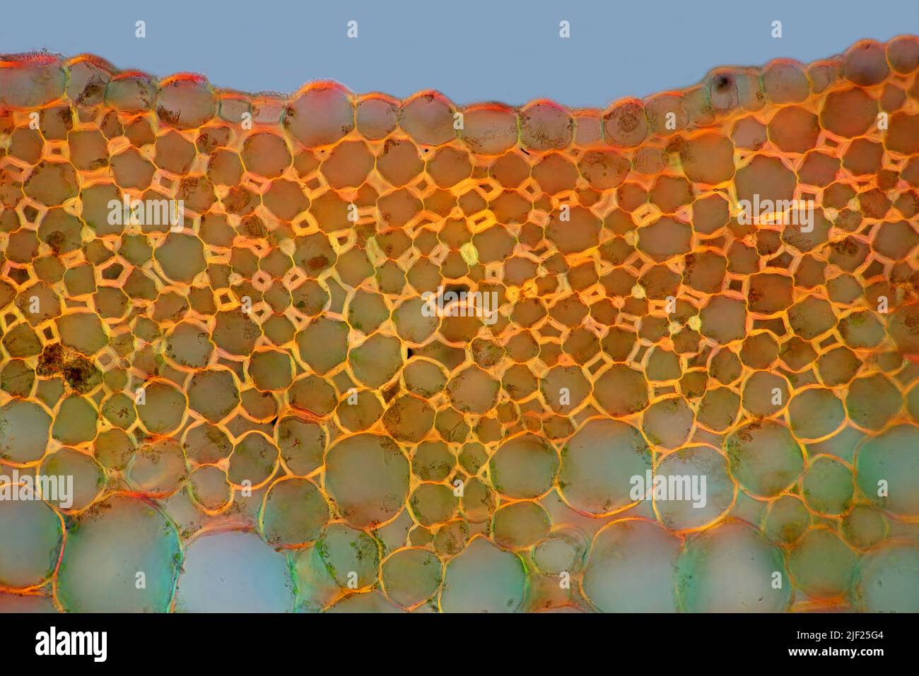 Polarised light micrograph of a transverse cross section of collenchyma ...