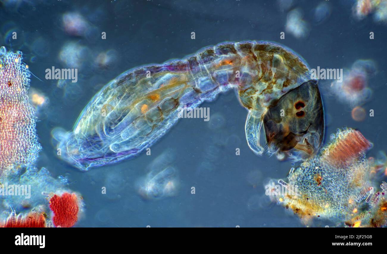 Dark field light micrograph of a blackfly (Simulidae) larva ...