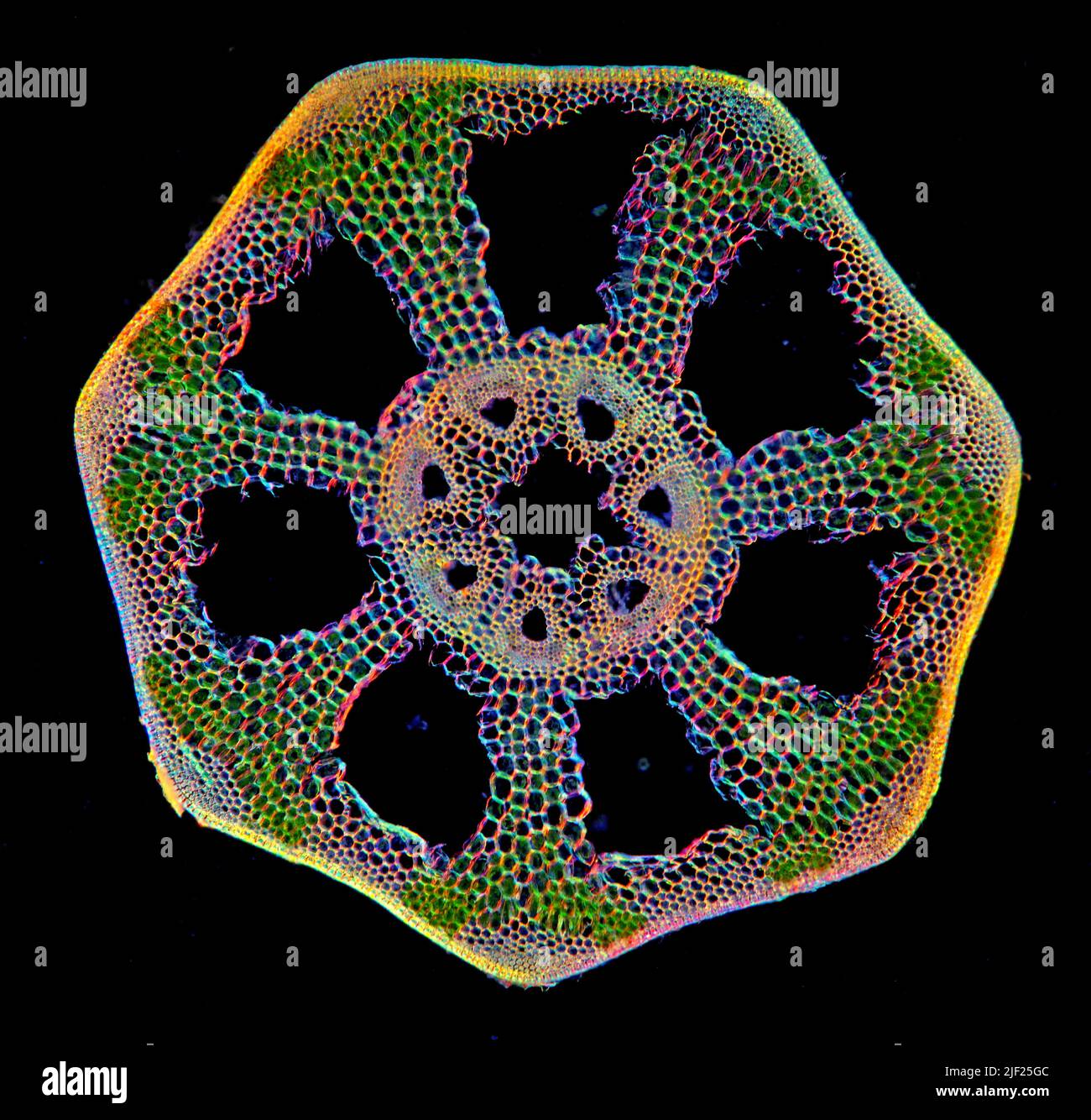 Polarised darkfield light micrograph of a transverse section through ...
