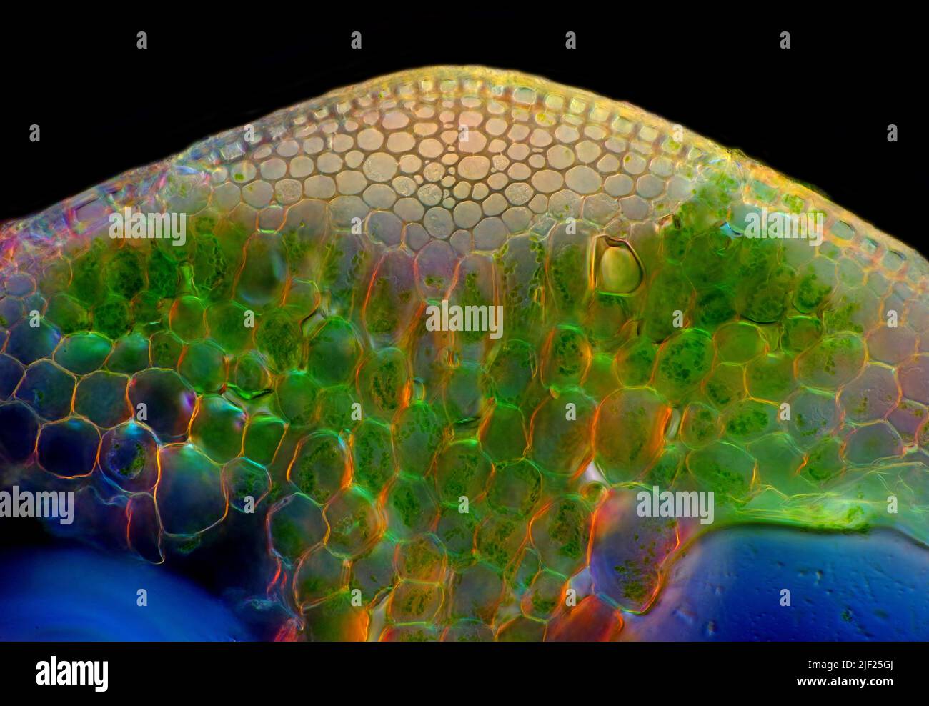 Polarised darkfield light micrograph of a transverse section through ...