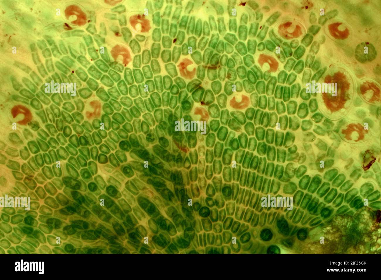 Polarised light micrograph of green algae and Cocconeis sp. diatoms ...