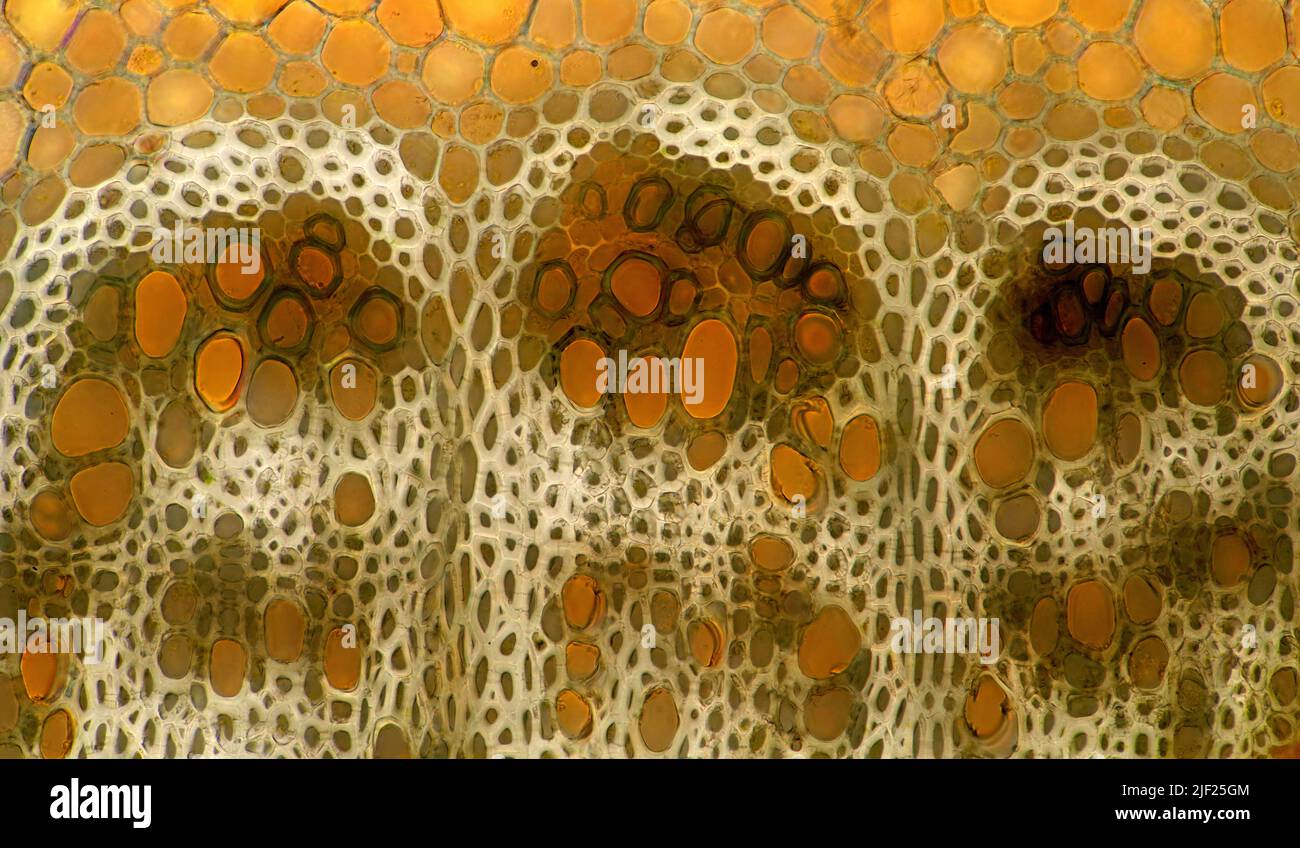 Polarized light micrograph of vascular bundles in Senecio sp. stalk ...
