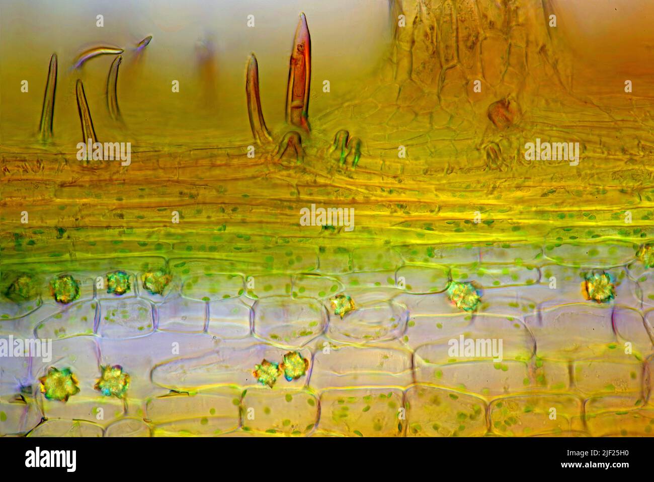 Polarized light micrograph of a longitudinal cross section of calcium ...