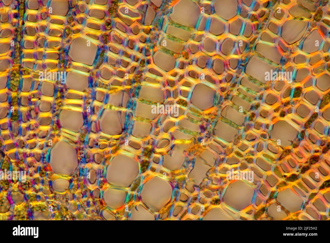 Polarized light micrograph showing a transverse cross section of a ...