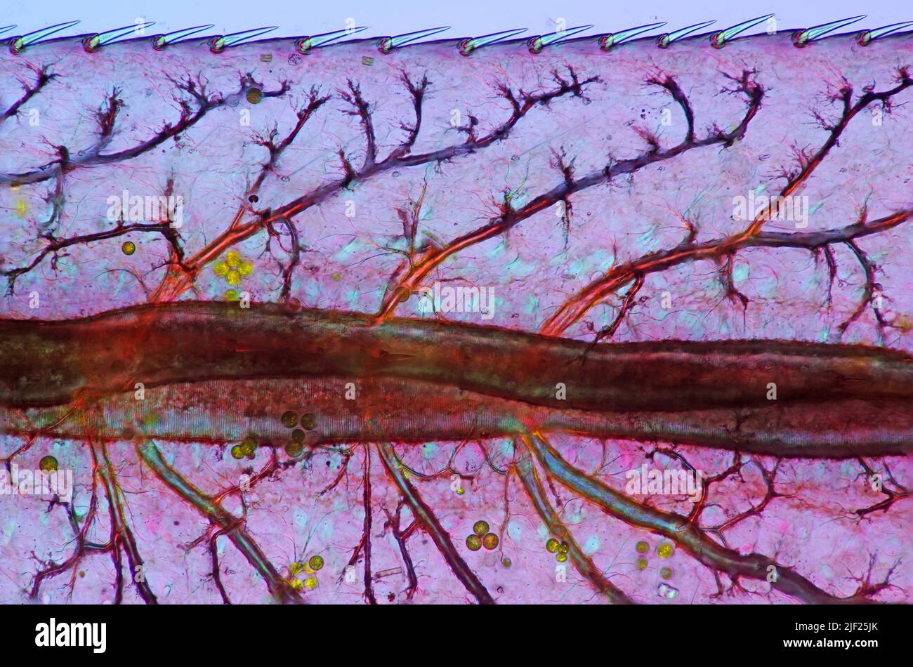 Polarized light micrograph of the tracheae and tracheoles in damselfly ...