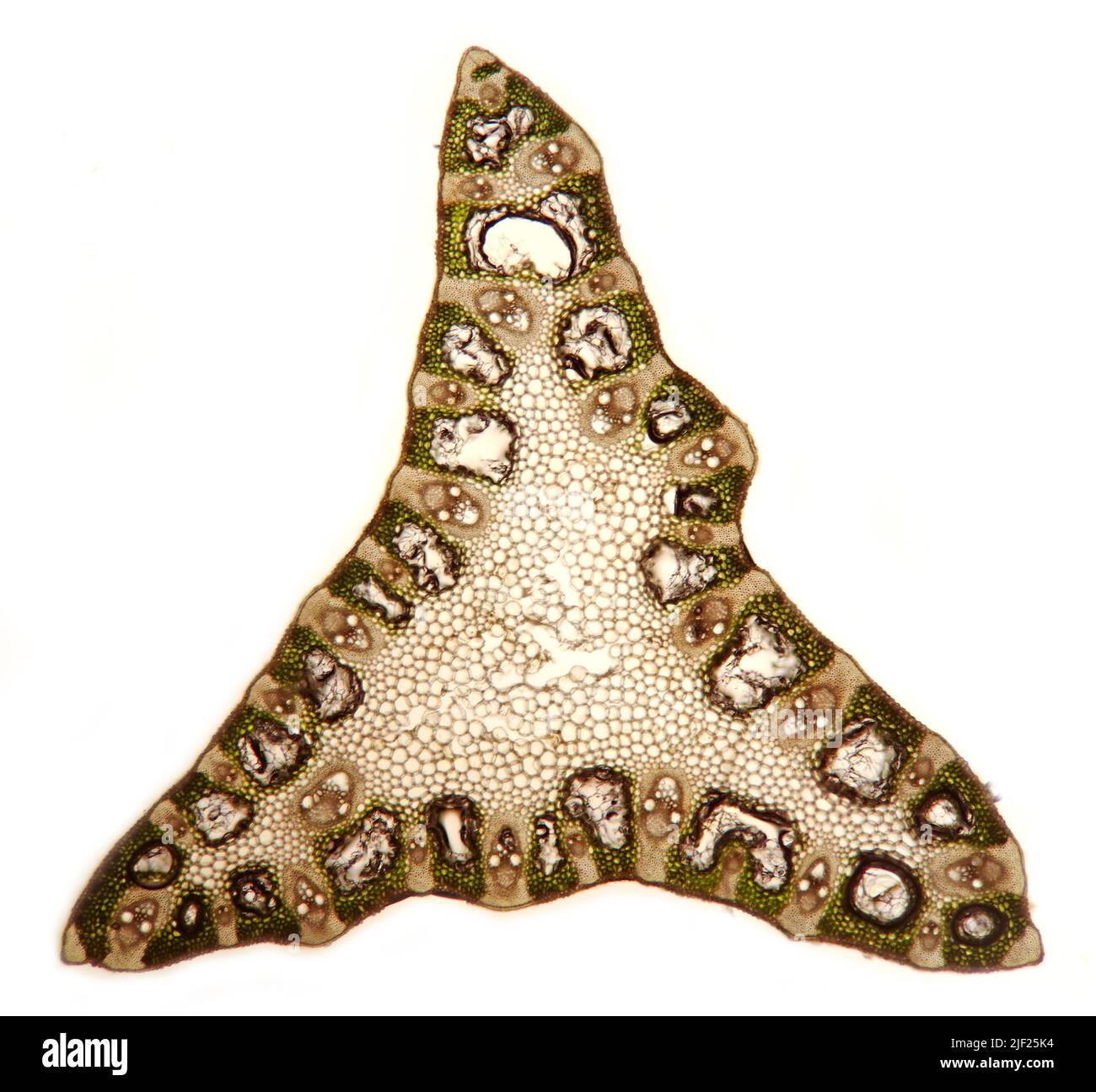 Bright field light micrograph of a transverse cross-section through the ...