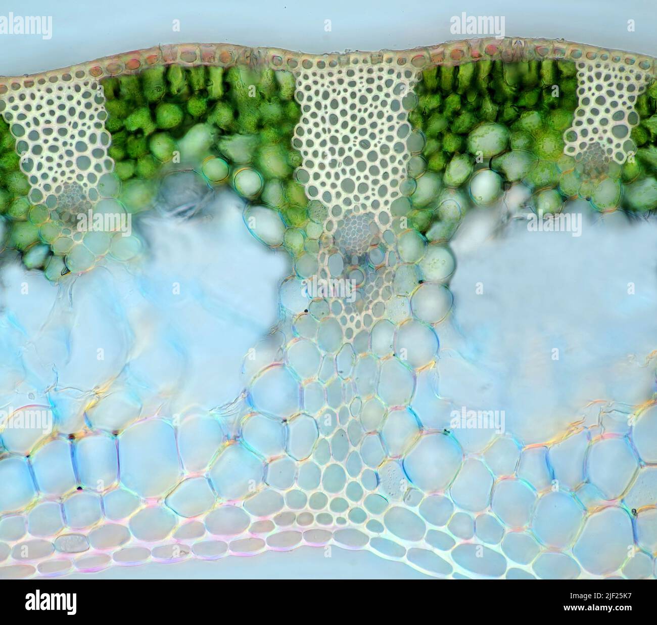 Polarized light micrograph of a transverse section through the stalk of ...