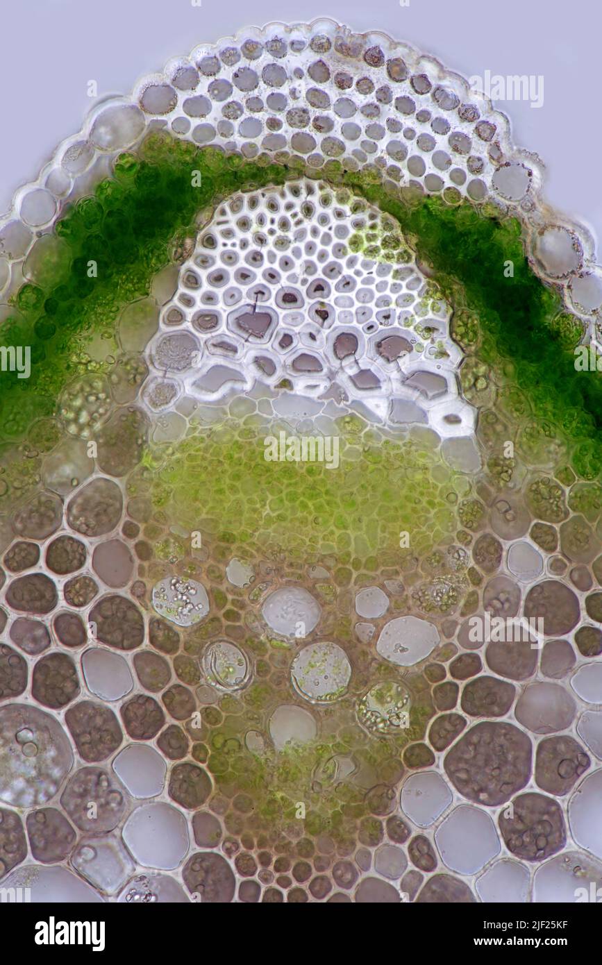 Polarised light micrograph of a transverse cross section through a ...