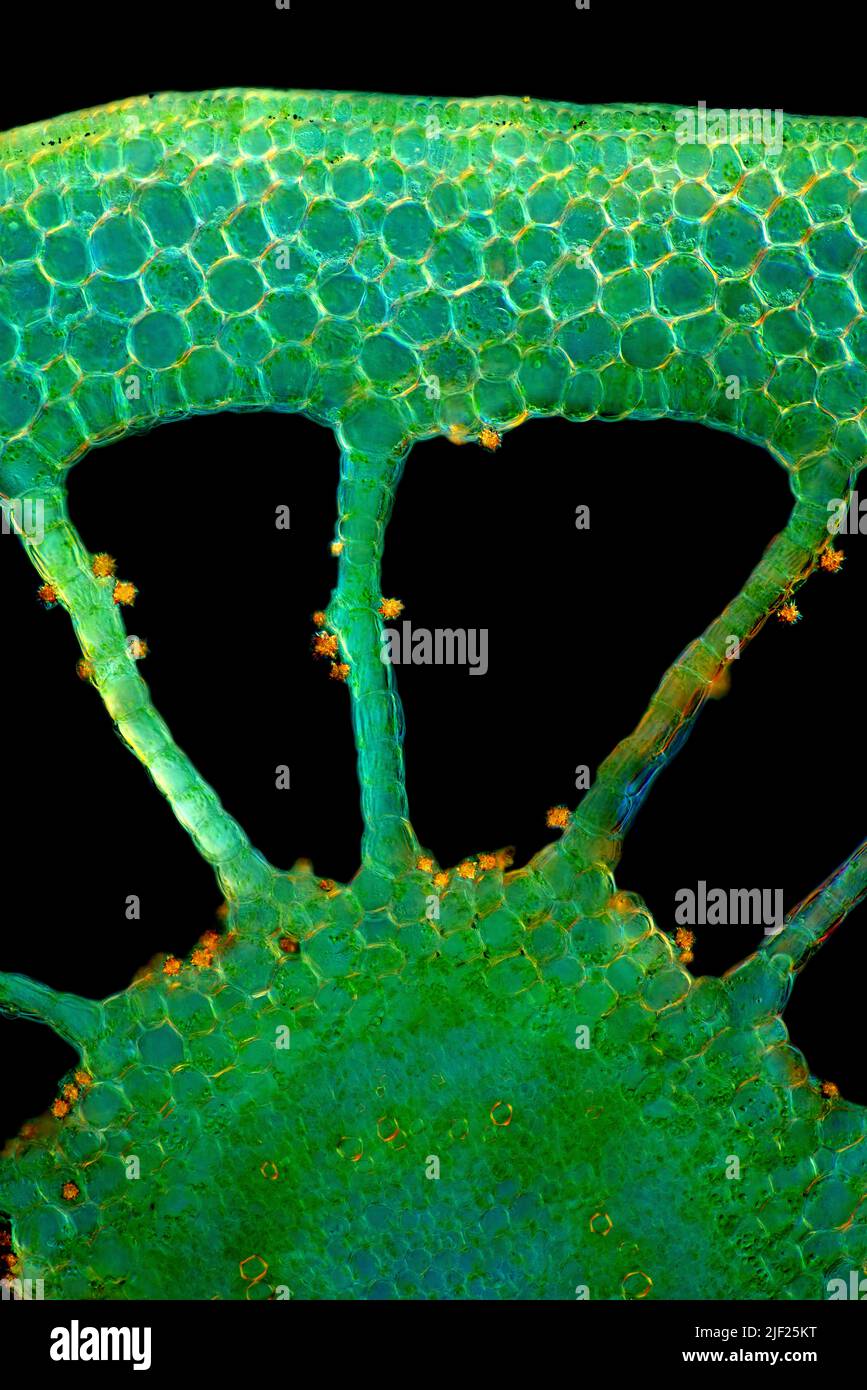 Polarized light and dark field light micrograph of a water milfoil ...
