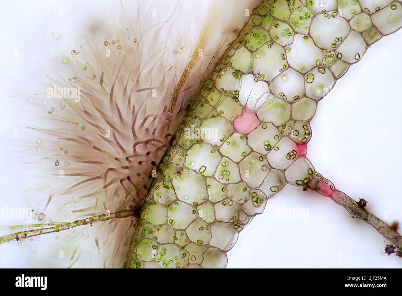 Bright field light micrograph of the external part of Myriophyllum sp ...