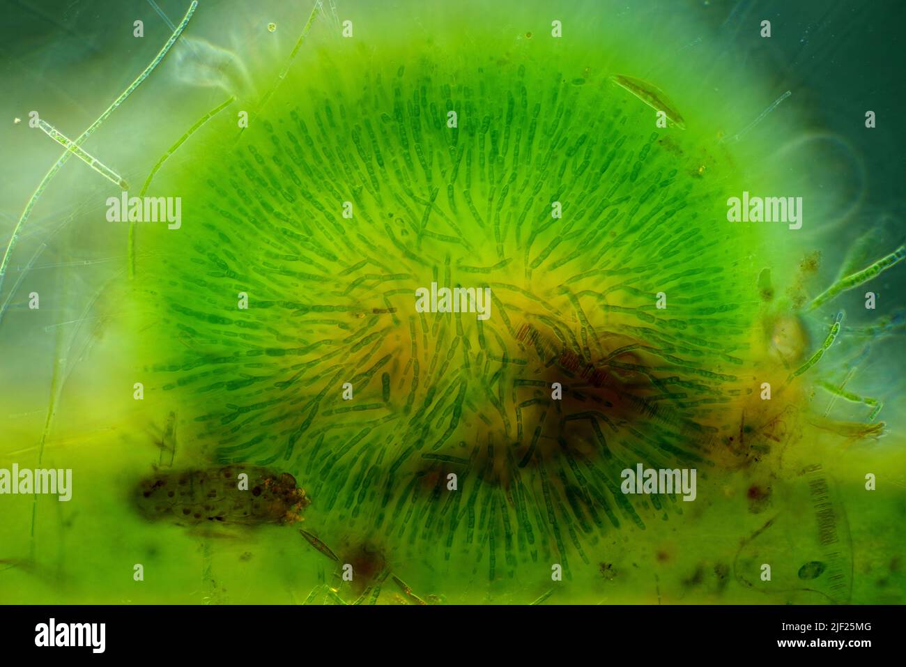 Polarized light micrograph of a green algae colony. Magnification: x93 ...