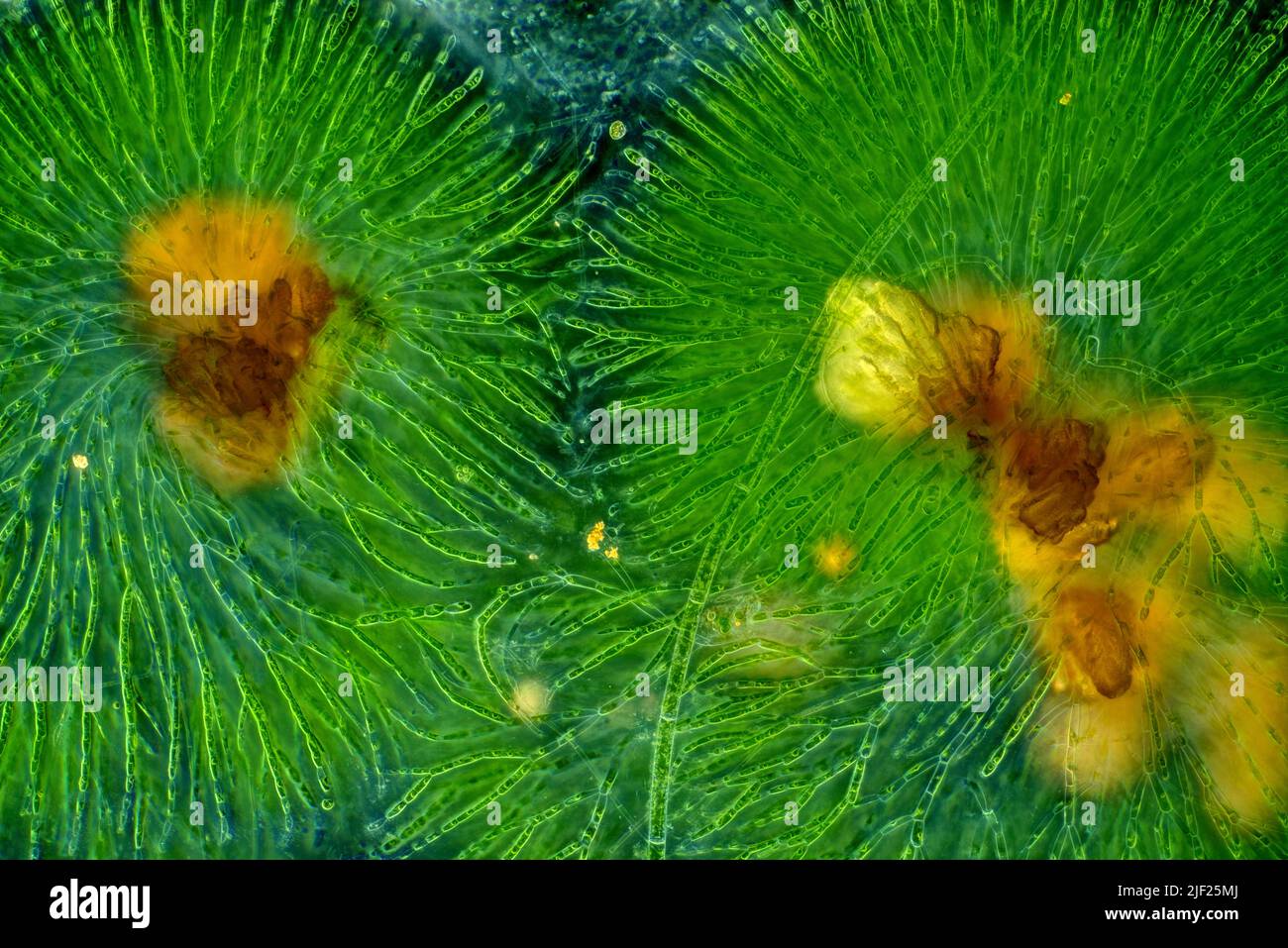 Polarized light micrograph of two green algae colonies attached to sand ...