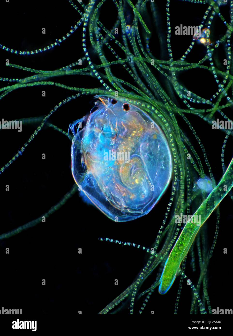Polarized dark field light micrograph of Hydorus sp. among filamentous ...