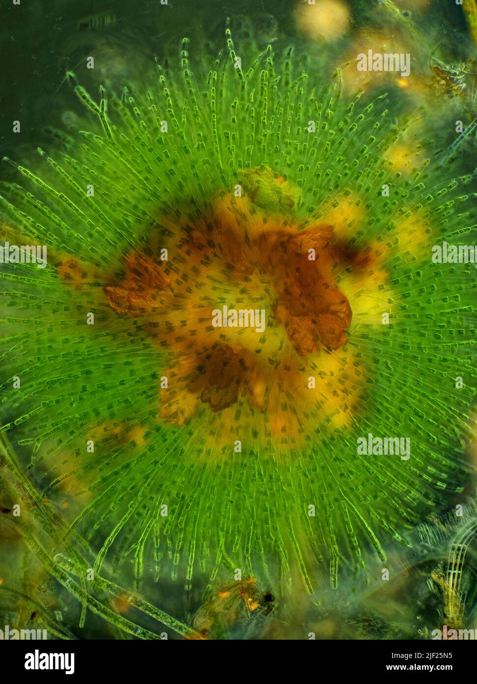 Polarized light micrograph of green algae colony attached to sand grain ...