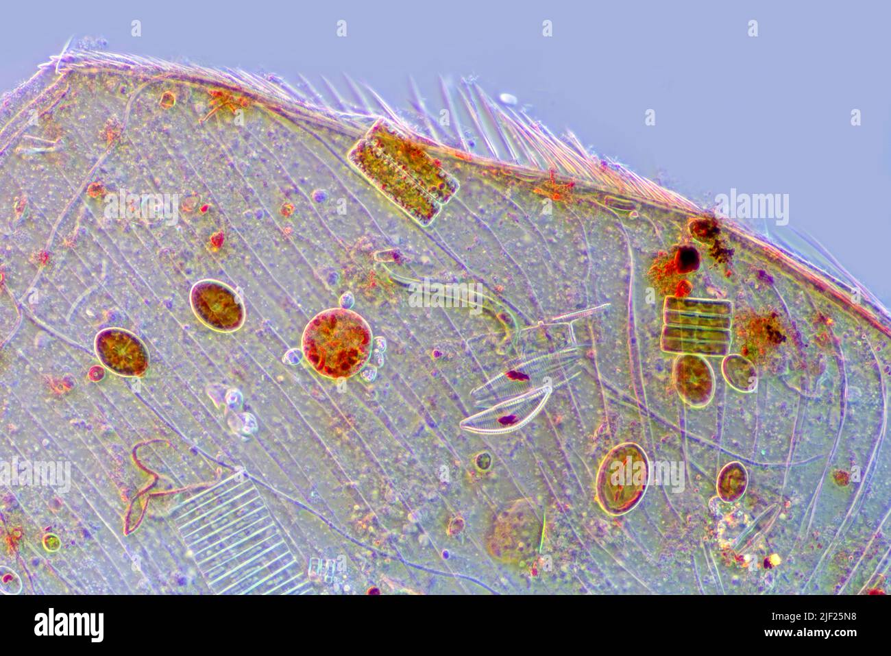 Polarised light micrograph of diatoms on water flea. Magnification: x93 ...